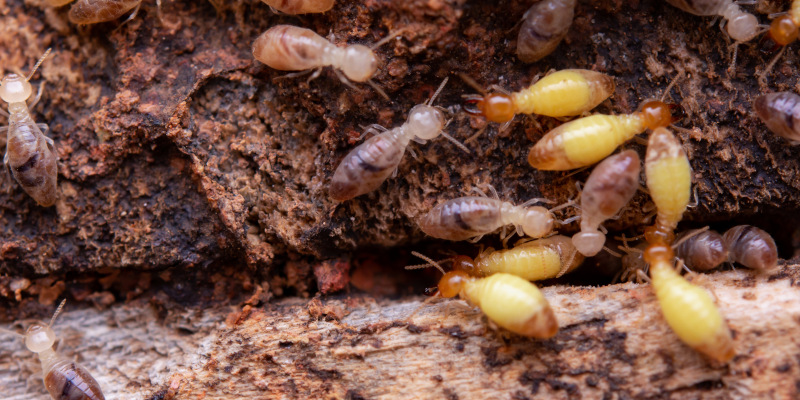 3 Interesting Facts on the Relationship Between Termite Control and ...