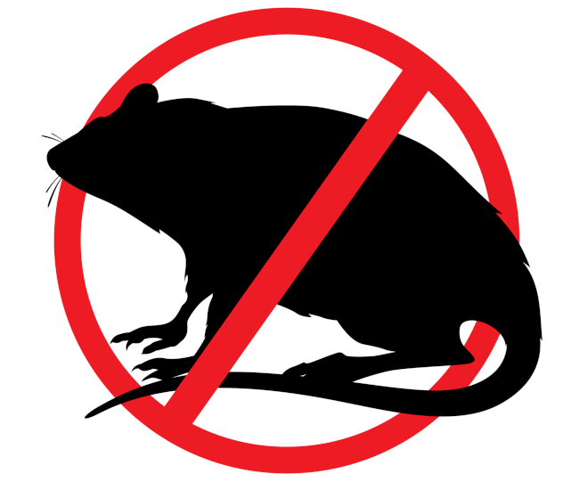 Rat Control Starts with You – Here’s How - Brown Pest Control