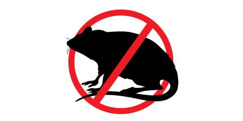 Rat Control Starts with You – Here’s How